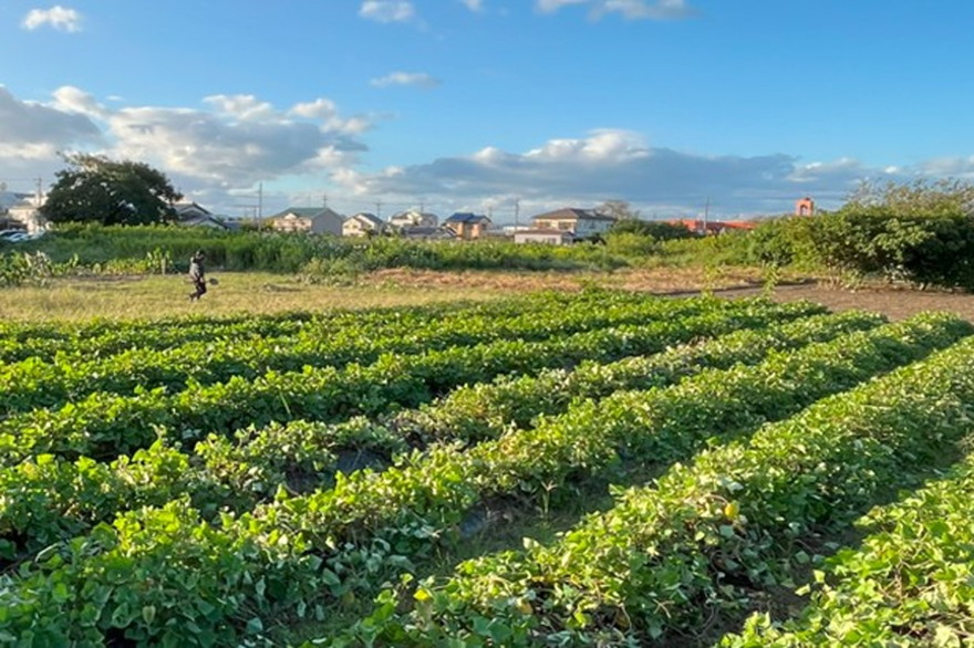 発売2か月で完売！砂糖・小麦粉・添加物不使用、無農薬サツマイモのスイーツ「amaimo」 | 日刊KELLY｜名古屋の最新情報を毎日配信！